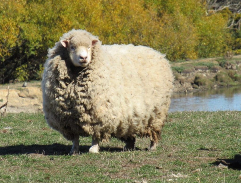 Producers reminded excessive fleece length can lead to welfare issues ...