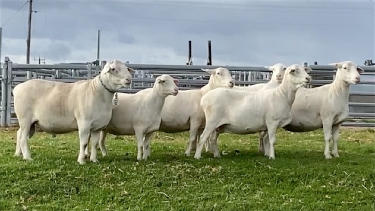 Plans to expand parent SheepMaster stud after sale - Sheep Central