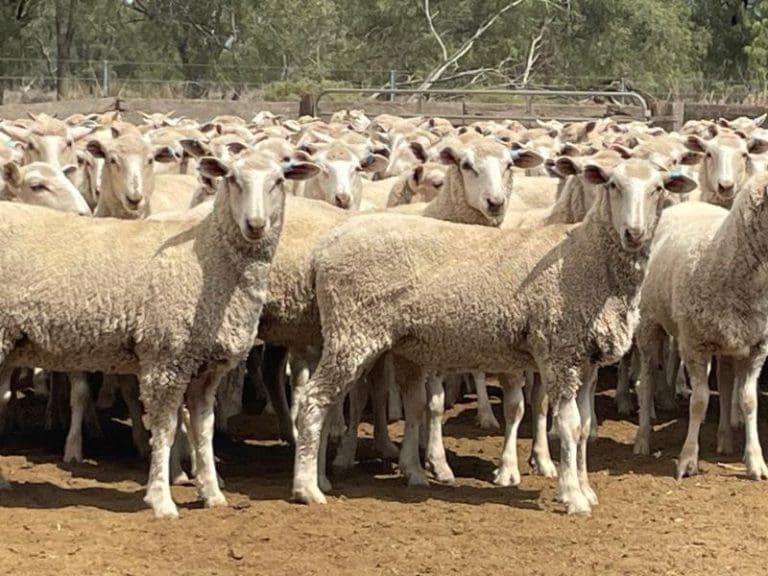 Merino and first cross ewe lamb prices lift online - Sheep Central