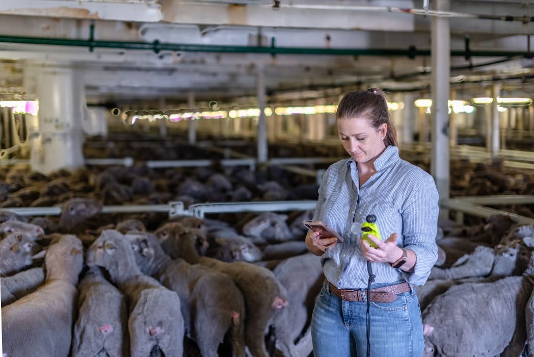 Exporter's reprieve renews call to retain live sheep trade - Sheep Central