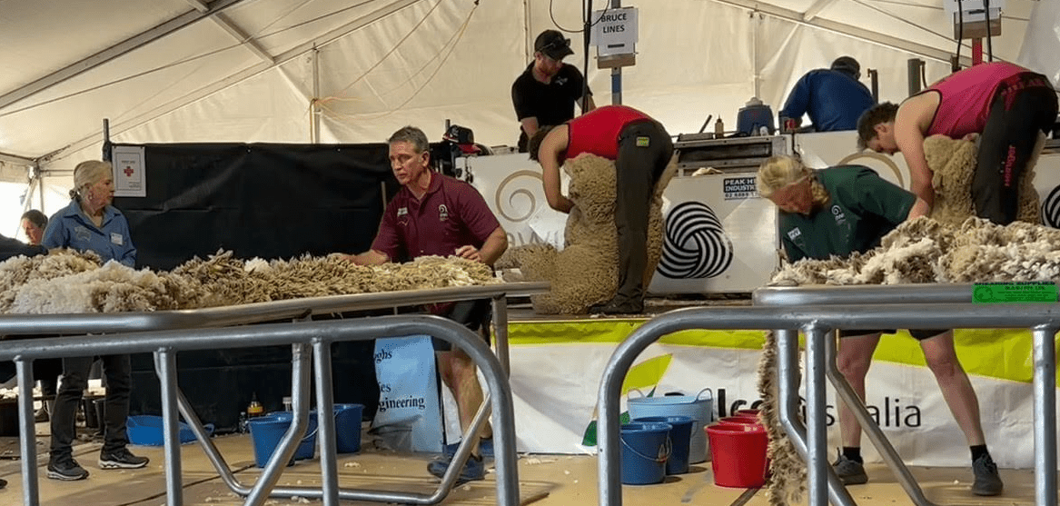 Kiwi wool handler inclusion prompts delayed rule change - Sheep Central