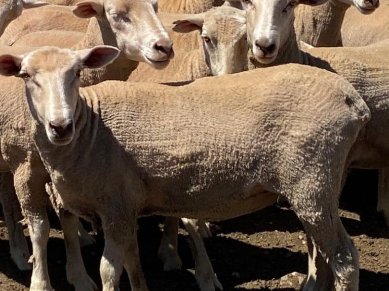 Lamb prices mostly lower in online AuctionsPlus sales - Sheep Central