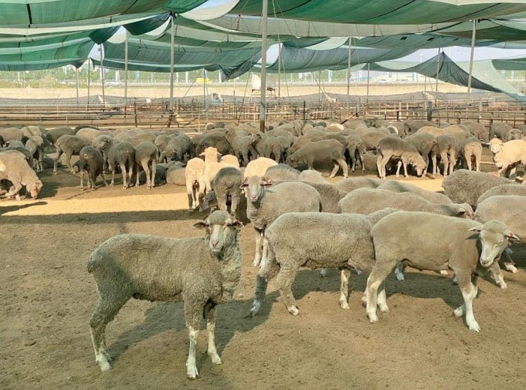 Live sheep exports and livestock sustainability at COP28 - Sheep Central