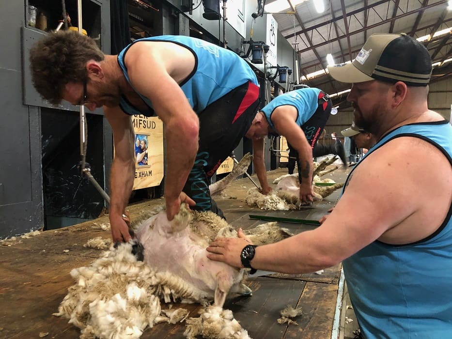 Warrnambool Shear-a-thon strikes a blow for men's mental health - Sheep ...