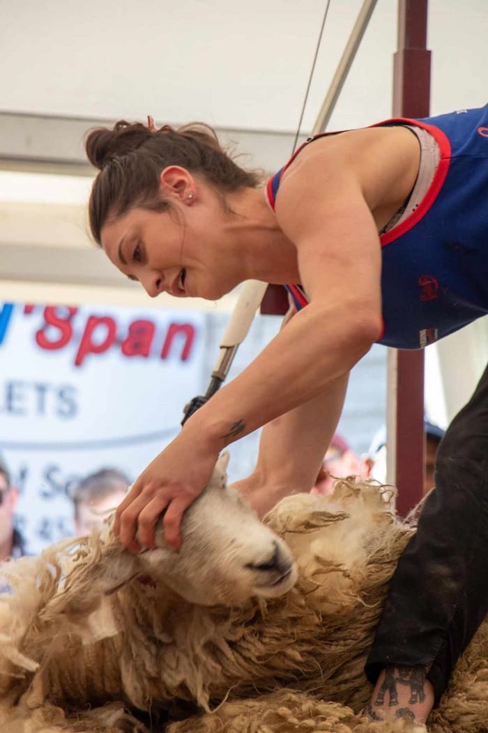 Summer of shearing records soon to start in New Zealand - Sheep Central