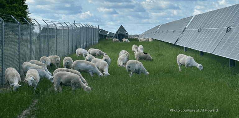 Huge potential for livestock grazing and vegies under solar - Sheep Central