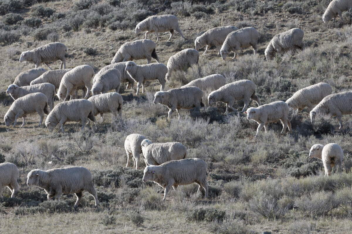 Peak US sheep body decides against action on lamb imports - Sheep Central