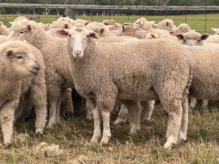 Prices increase again in AuctionsPlus sheep and lamb trading - Sheep ...