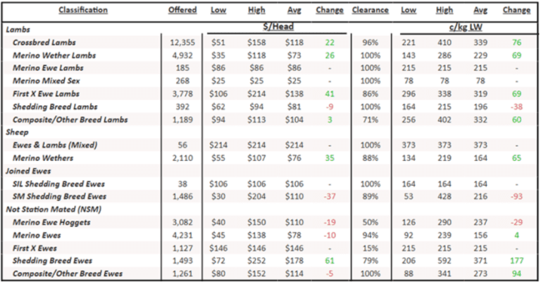 Lamb prices kick in first 2024 AuctionsPlus sales - Sheep Central