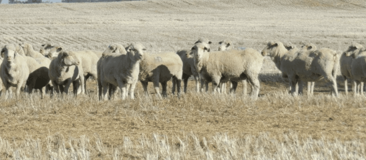 Timely update of Victorian stubble grazing resource - Sheep Central