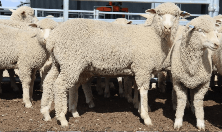Lamb prices kick in first 2024 AuctionsPlus sales - Sheep Central