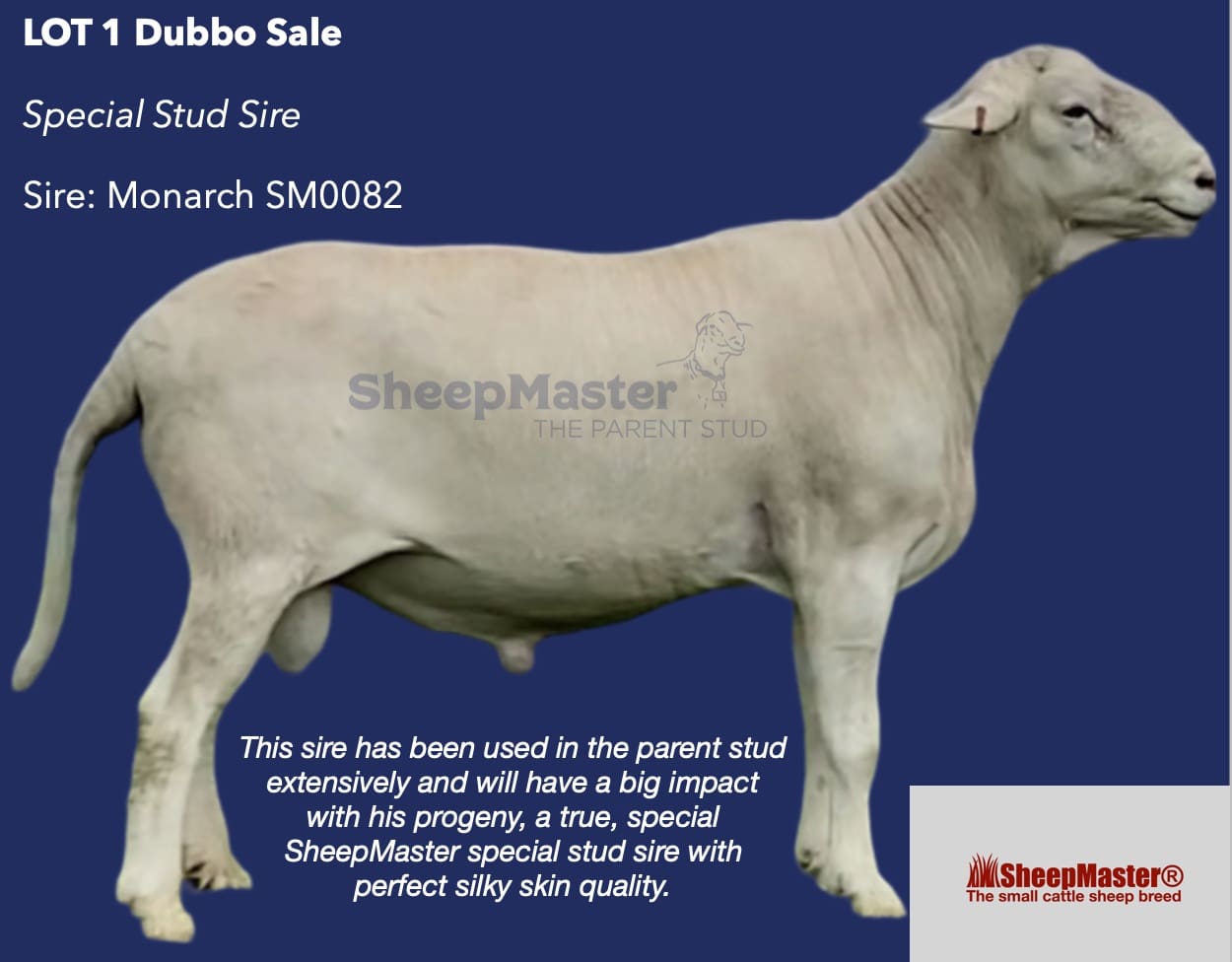 Strong demand launches first National SheepMaster ram sale - Sheep Central