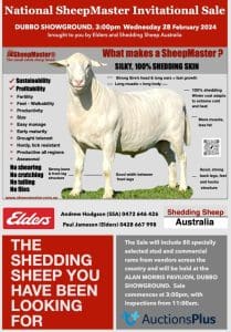 Strong demand launches first National SheepMaster ram sale - Sheep Central