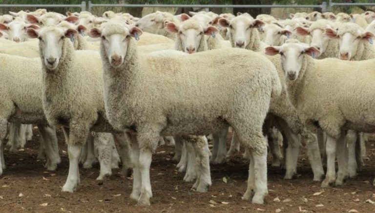 Ewes continue to perform in AuctionsPlus sheep sales - Sheep Central