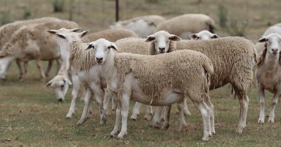 Shedding breed lambs and ewes sell well online - Sheep Central