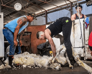 Scottish woman leads UK and Australian shearing record attempts - Sheep ...