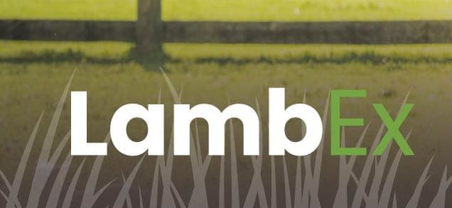 South Australia to host LambEx conference in 2026 - Sheep Central