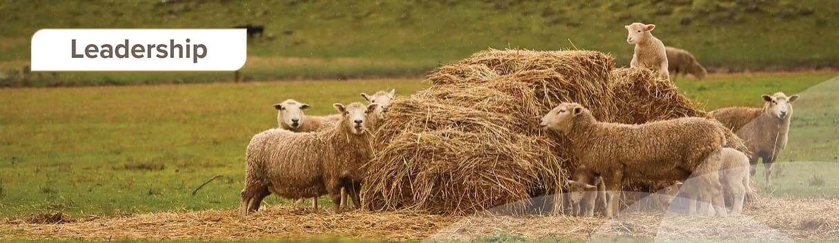 Sheep leadership program applications extended - Sheep Central