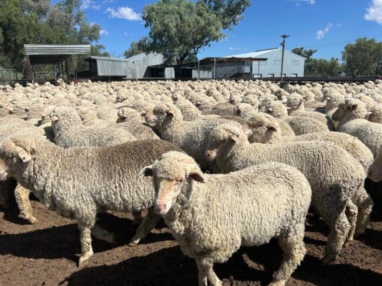 Prices lift as producers offload Merino wether lambs online - Sheep Central
