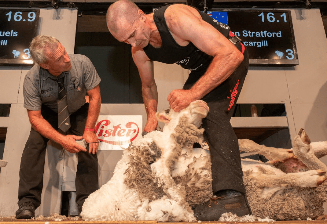 New Zealand wins trans-Tasman test double at Golden Shears - Sheep Central