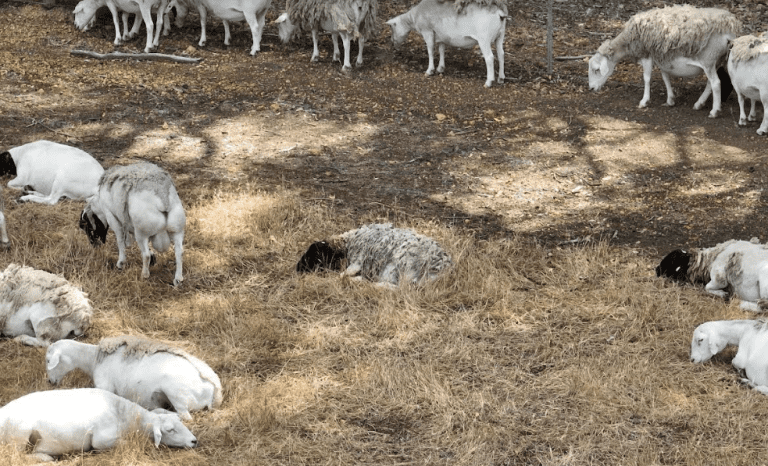 Drones have sheep welfare and biosecurity inspection advantages - Sheep ...