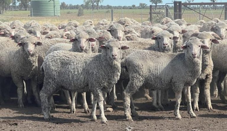 Merino wether lambs sell to stronger demand on AuctionsPlus - Sheep Central