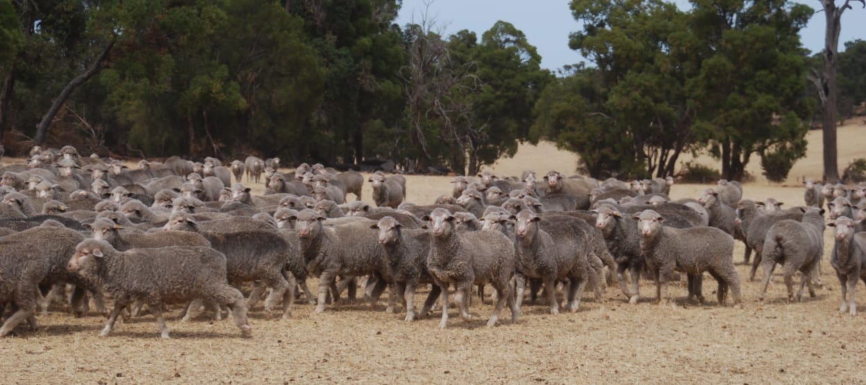 Wool industry leaders unite at Western Australia crisis meeting - Sheep ...