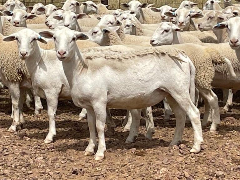 Shedding breed ewes and lambs star in reduced AuctionsPlus offering ...