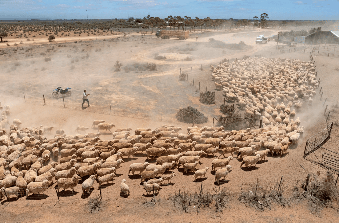 ABS lifts its beef herd estimation, sheep to follow - Sheep Central
