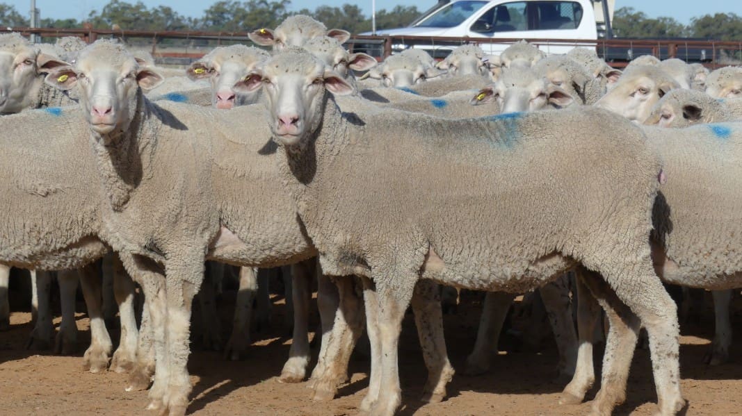Online buyers focus on scanned in-lamb and joined ewes - Sheep Central