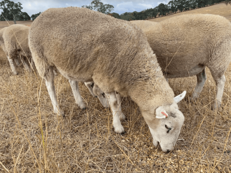 Lamb producers spread grain to maximise lamb and ewe survival - Sheep ...