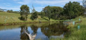 Enhance farm dams to boost livestock health and crop production - Sheep ...