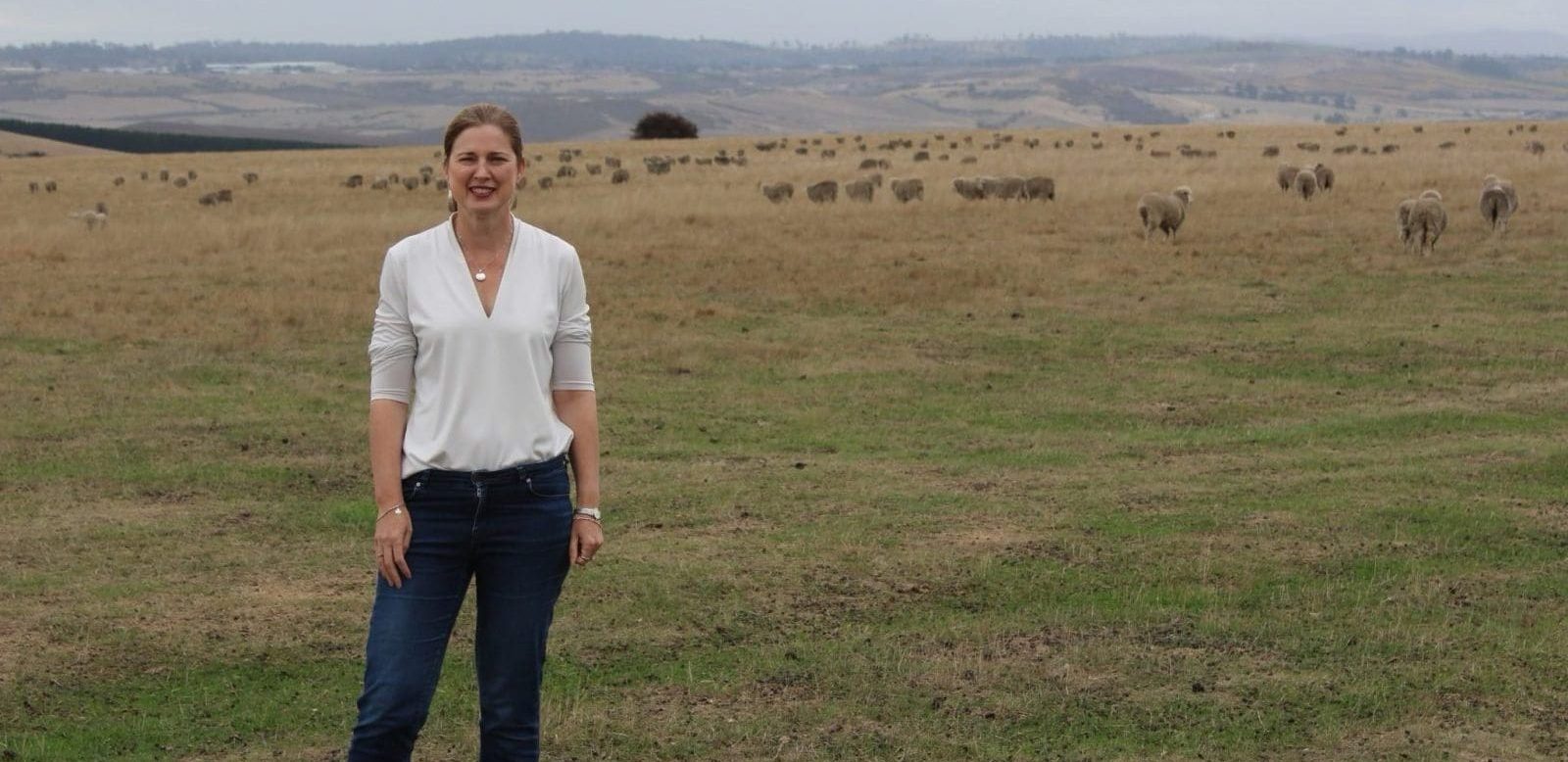 No live sheep transition phaseout co-design with producers - Sheep Central