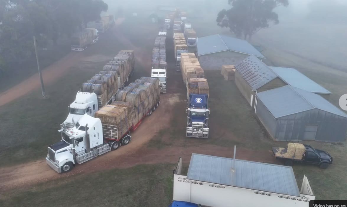 Need for Feed fodder arrives for Merino livestock producers - Sheep Central