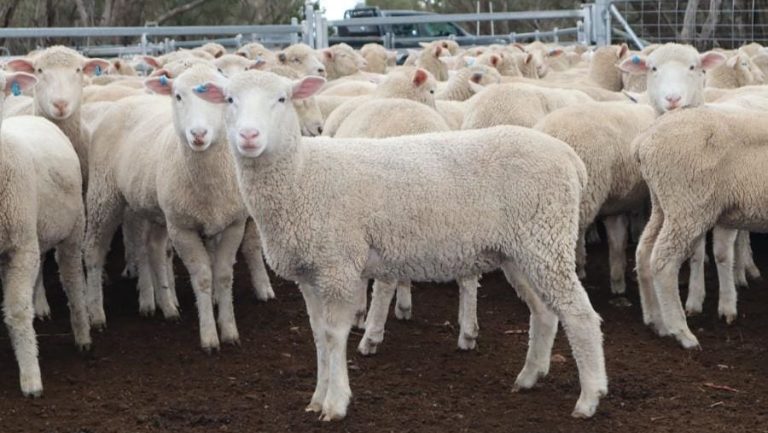 Crossbred and composite lamb prices improve online - Sheep Central