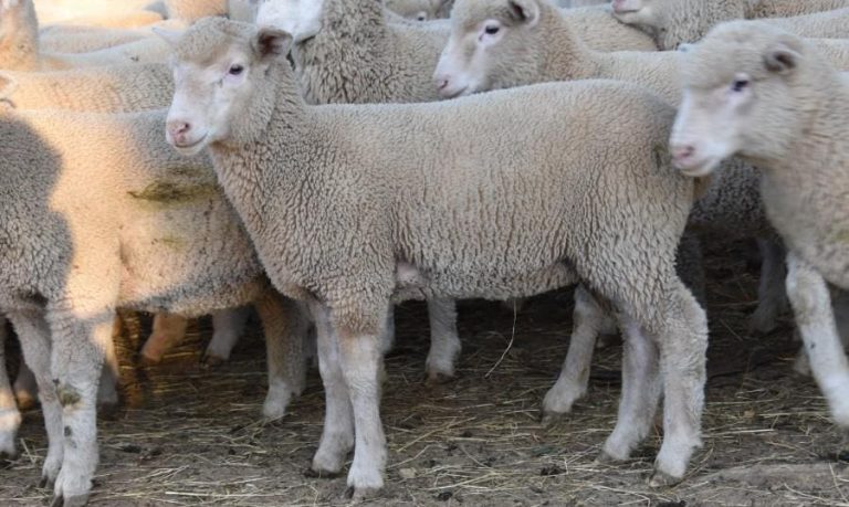 AuctionsPlus sheep and lamb sale clearances improve - Sheep Central