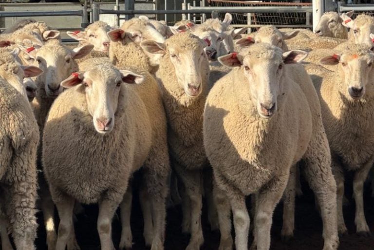 AuctionsPlus sheep and lamb offerings drop to record level - Sheep Central
