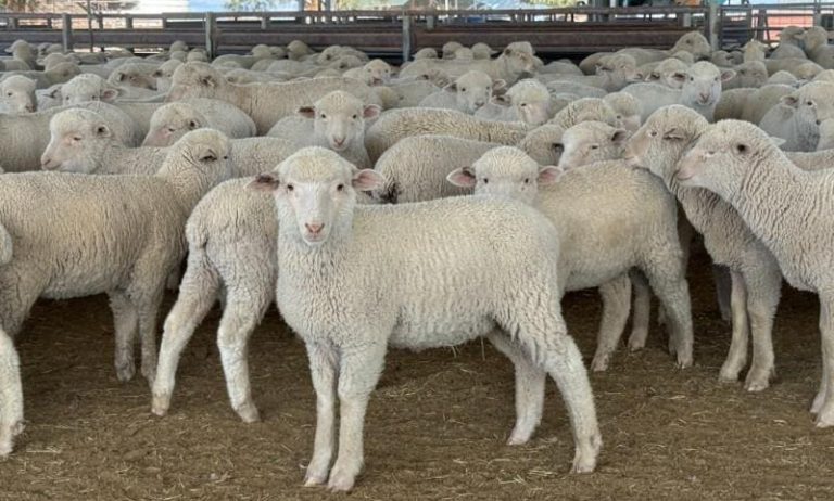 Online prices lift for Merino wether and first cross ewe lambs - Sheep ...