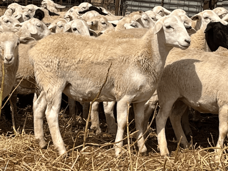 New South Wales buyers lead the charge for lambs on AuctionsPlus ...