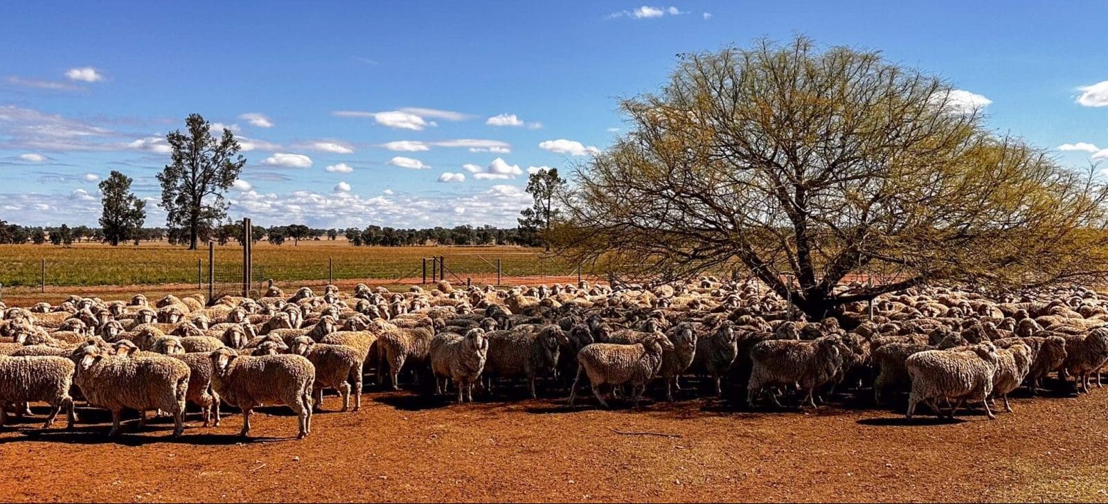 The Australian standard in wool sustainability: Made for Australia ...