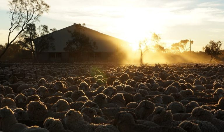 Australia’s largest sheep station returns to market - Beef Central