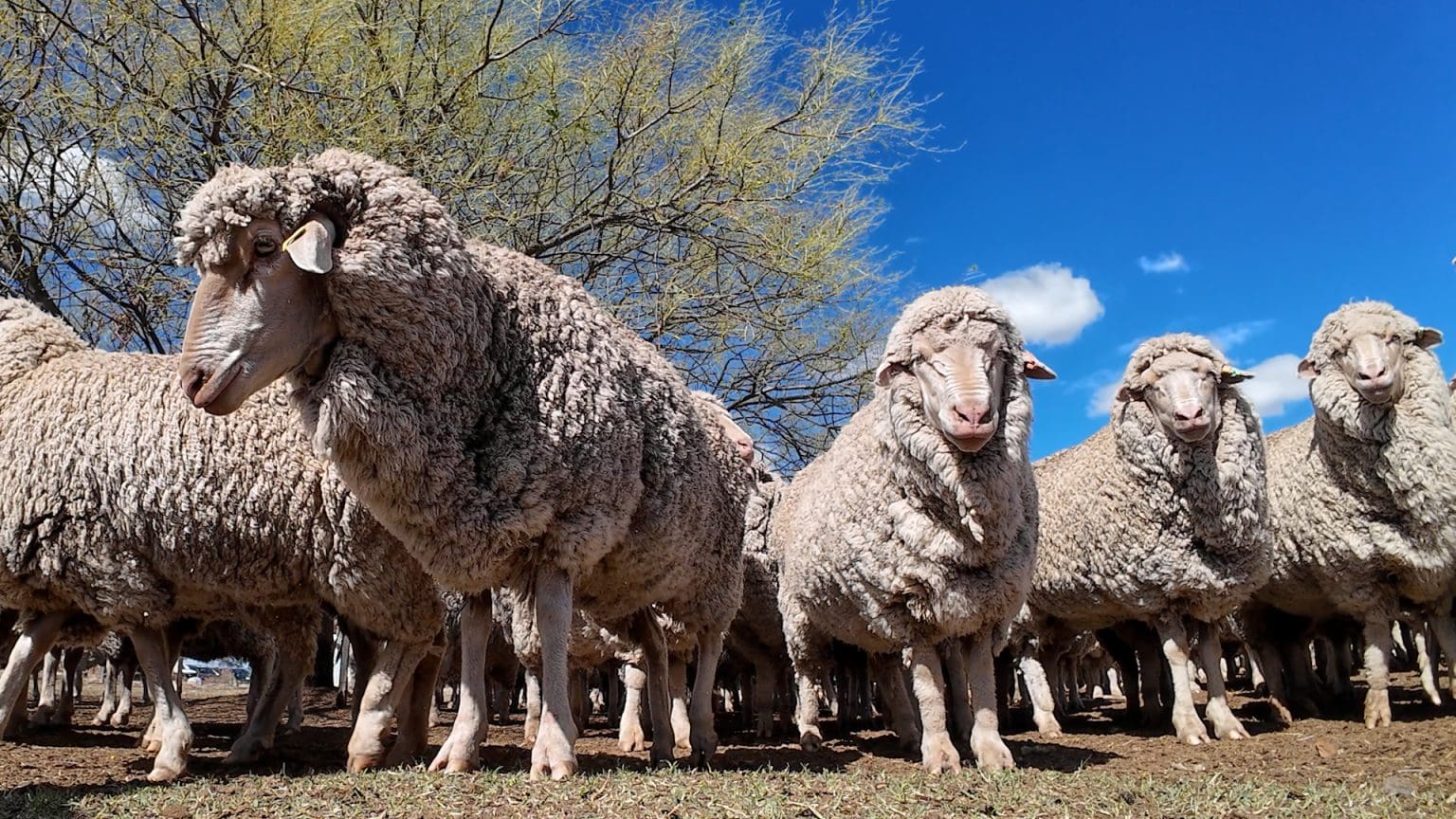 The Australian standard in wool sustainability: Made for Australia ...