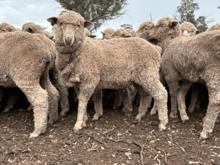 Stronger competition for sheep and lamb offering on AuctionsPlus ...