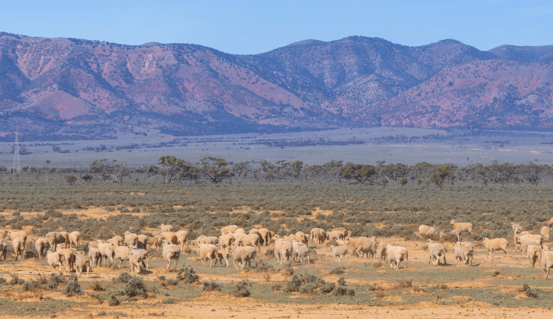 South Australia's Wilkatana Station makes $7.4m - Sheep Central