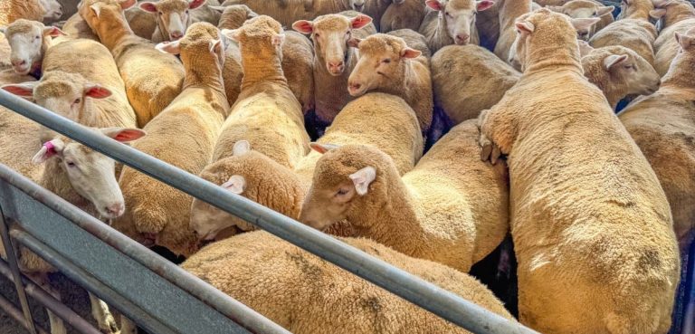 Heavy lamb price benchmark reaches three-year high - MLA - Sheep Central