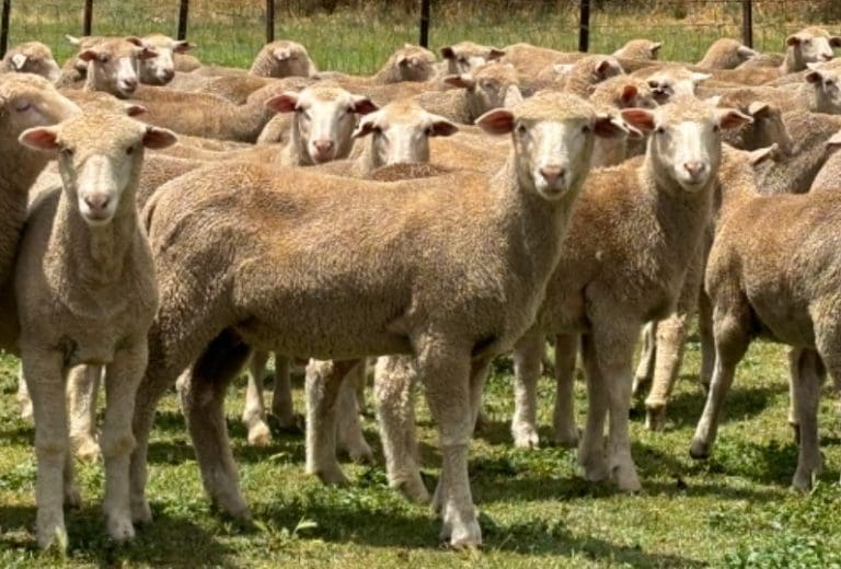 Scanned ewes and crossbred lambs sell well on AuctionsPlus - Sheep Central