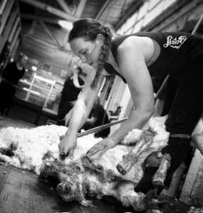 World women's shearing record bid in West Australia in February - Sheep ...