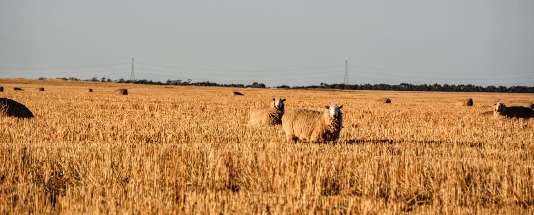 Time to review stubble grazing benefits and pitfalls - Sheep Central
