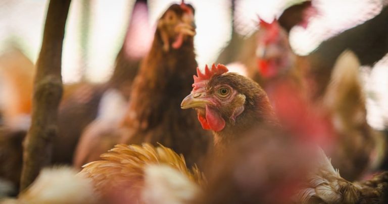 Call for vigilance after confirmed bird flu cases in Western Australia ...