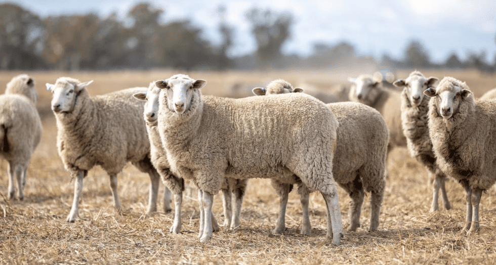 Producers, advisors and extension personnel can help shape emissions ...